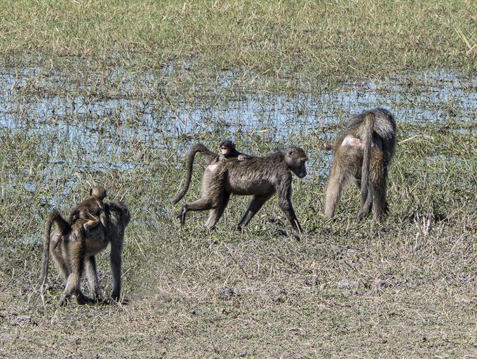 US Removal Of Hold On Elephant Trophy Hunting To Boost Namibia's ...