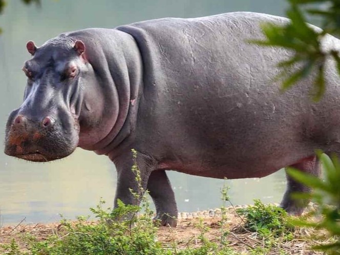 Woman Recovers At Private Hospital After Hippo Attack In Wetland Park ...