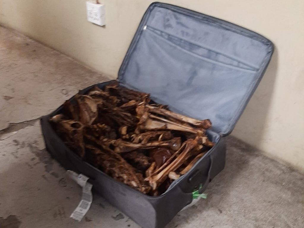 Lion Bones 'Smuggler' Andrei Shvedov Remanded In Custody - The Bulrushes