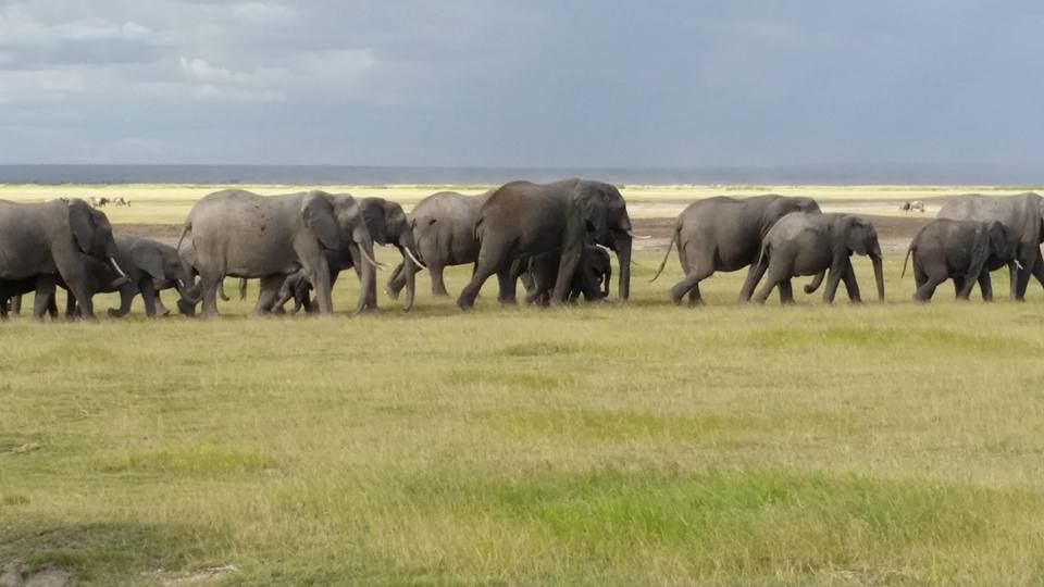 Global 'Conservation Cowards' Harm Wildlife, People, Writes Emmanuel ...