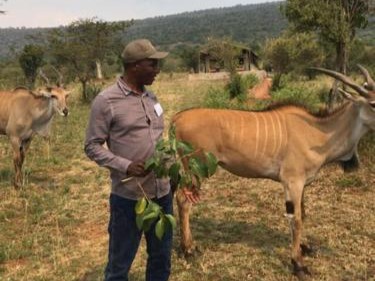 Masoka Community Benefits From International Hunting Revenue - The ...