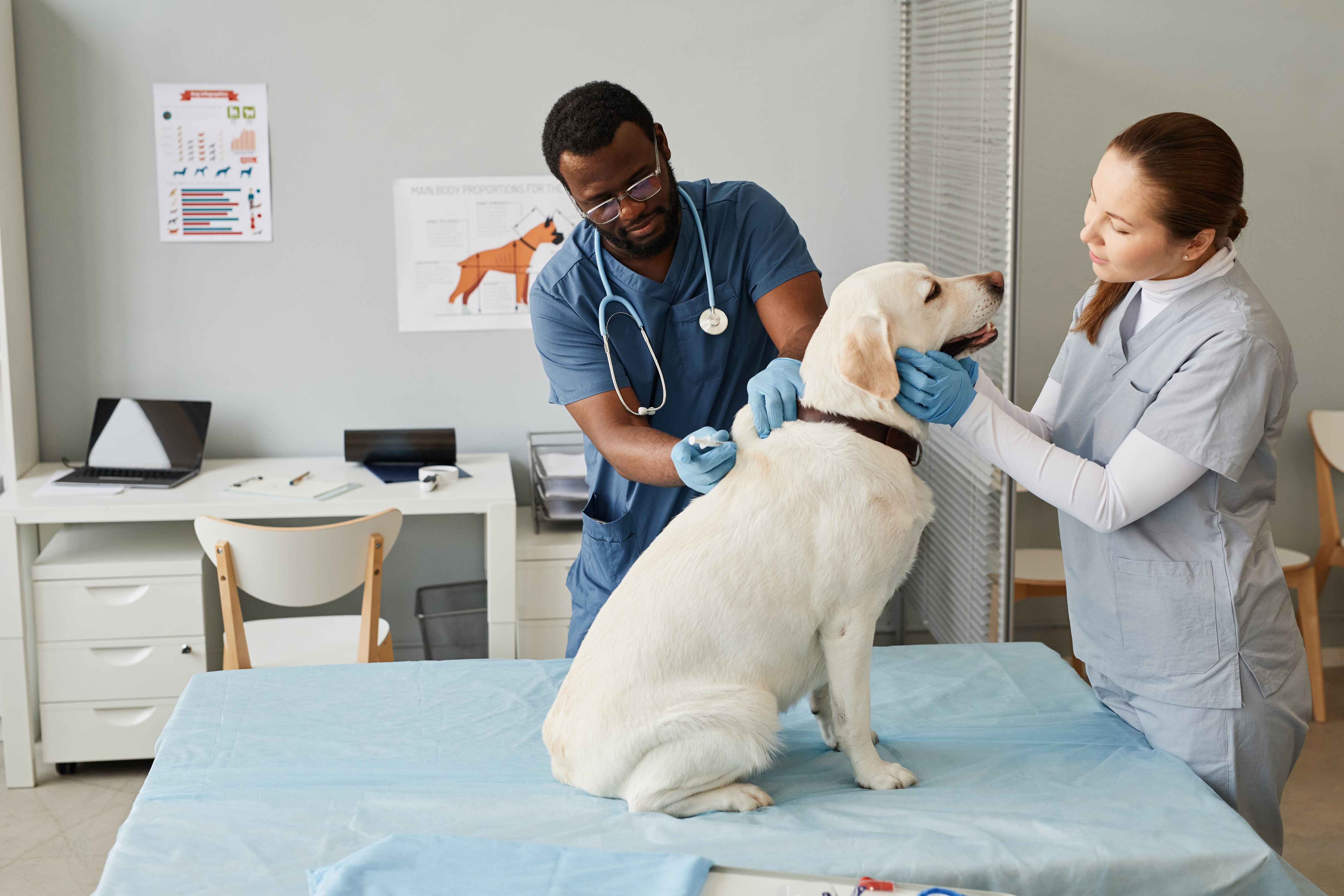 Zoetis South Africa Announces New Medication To Treat Osteoarthritis ...