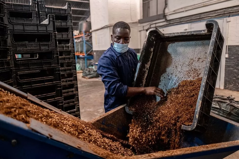 Maltento’s Black Soldier Fly Factory Opens World-Class Insect Bio ...