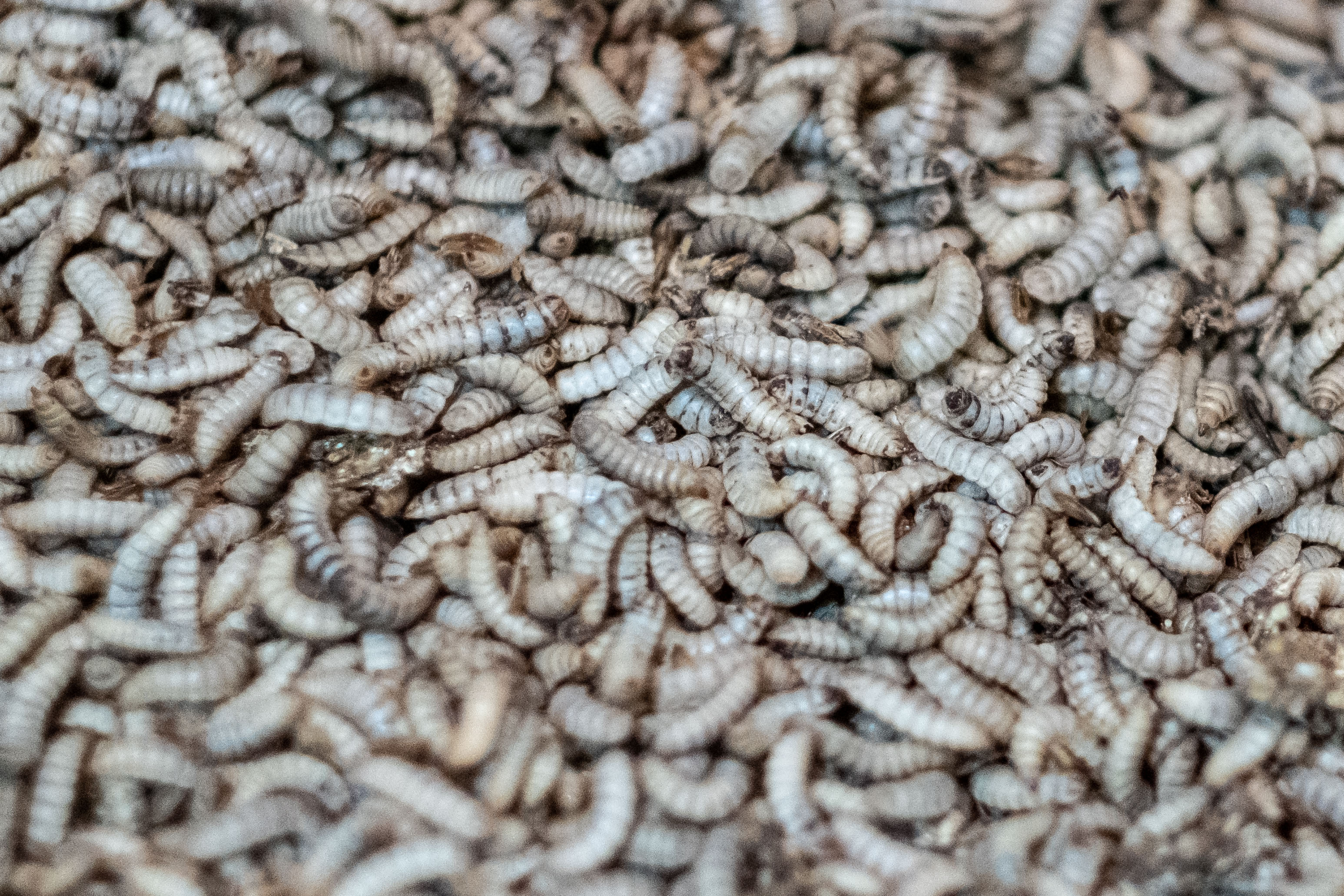 Maltento’s Black Soldier Fly Factory Opens World-Class Insect Bio ...