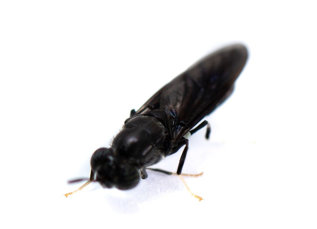 Maltento’s Black Soldier Fly Factory Opens World-Class Insect Bio ...