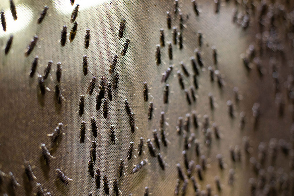 Maltento’s Black Soldier Fly Factory Opens World-Class Insect Bio-Technology Laboratory - The ...