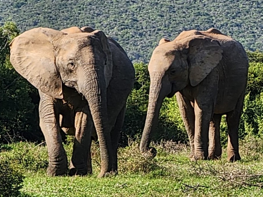 South Africa Celebrates World Elephant Day - The Bulrushes