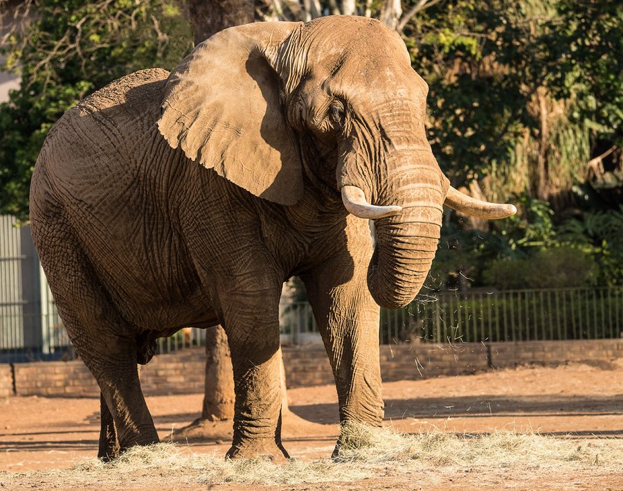 Ageing African Elephant Charlie Heads For Retirement - The Bulrushes