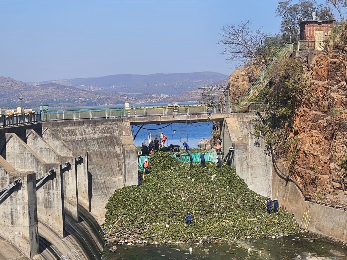 Hartbeespoort Dam Wall: Hyacinth Won't Pollute Crocodile River, Says ...