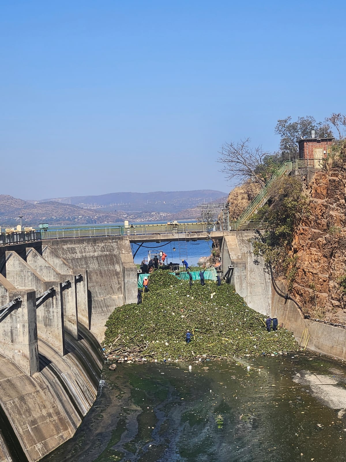 Hartbeespoort Dam Wall: Hyacinth Won't Pollute Crocodile River, Says ...