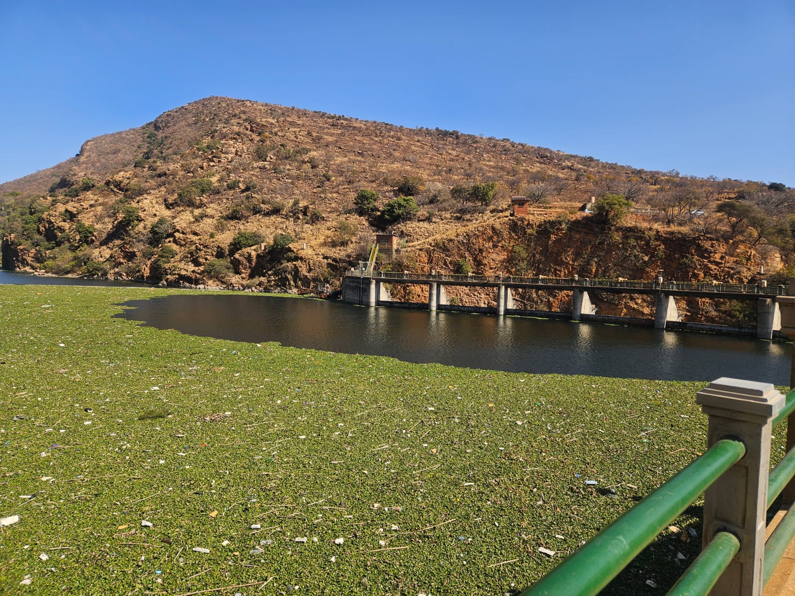Hartbeespoort Dam Wall: Hyacinth Won't Pollute Crocodile River, Says ...