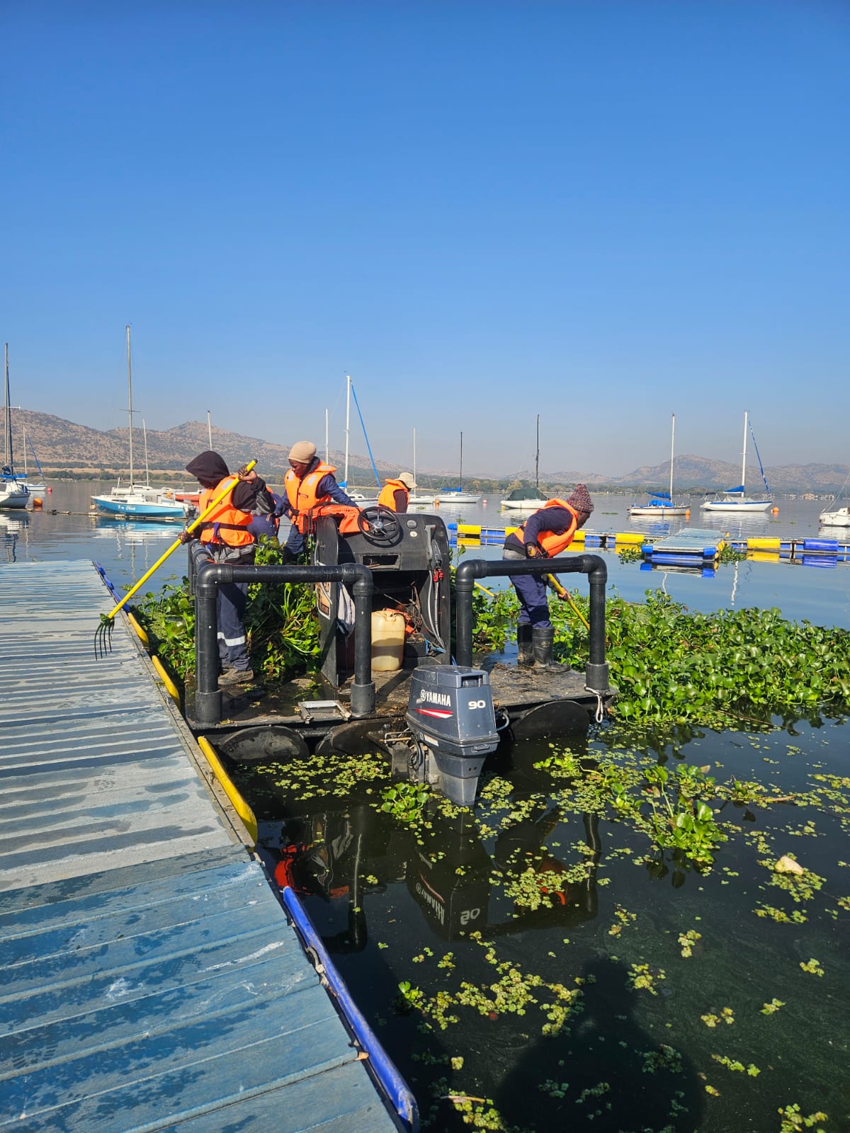 Hartbeespoort Dam Wall: Hyacinth Won't Pollute Crocodile River, Says ...