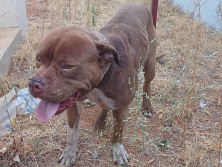Pit Bull Found Next To Dead Caretaker Handed Over To SPCA, Police Open ...