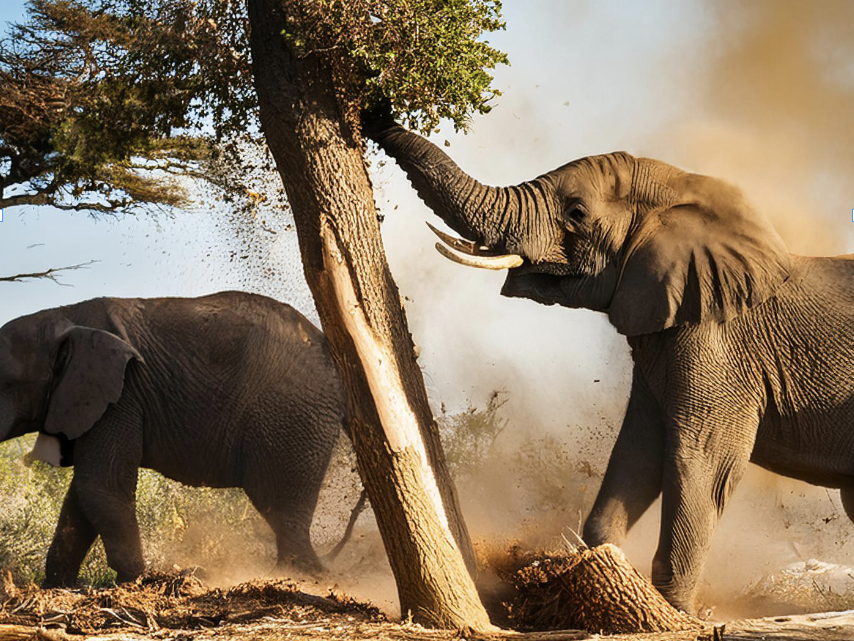 SANDF Says Soldier Guarding Border In Limpopo Trampled To Death By ...