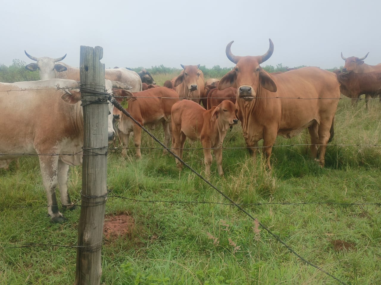 Anti-Stock Theft Operation: Police In Mpumalanga Seize 26 Cattle In ...