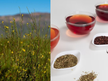 Rooibos Extracts - SA's Global Health And Wellness Powerhouse - The ...