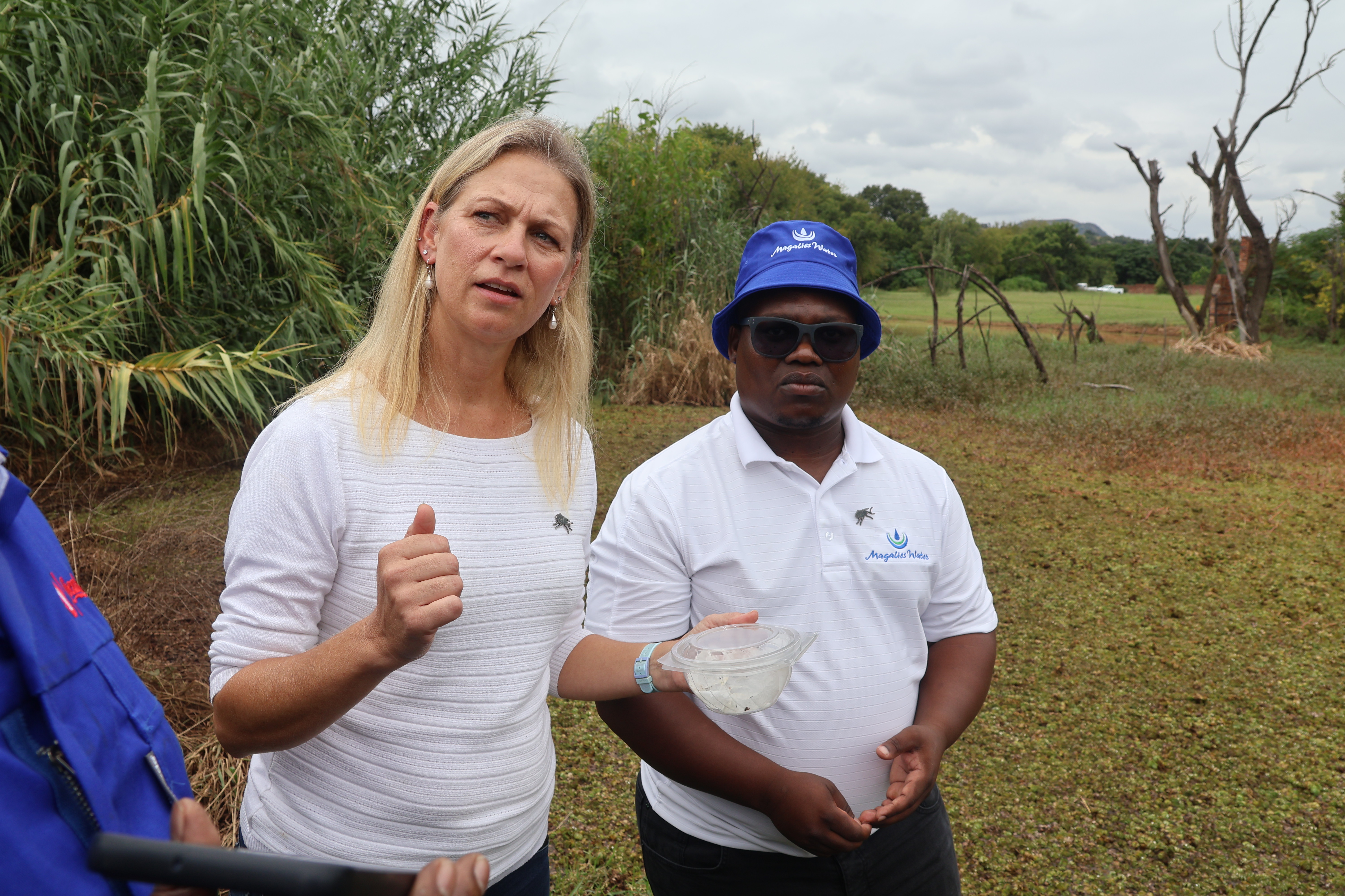 Weevil Species Released Into The Crocodile River To Combat Invasive ...