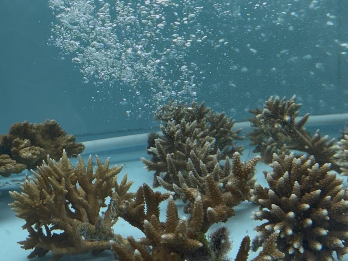Canon, Coral Spawning Lab, And Nature Seychelles Team Up To Regenerate ...