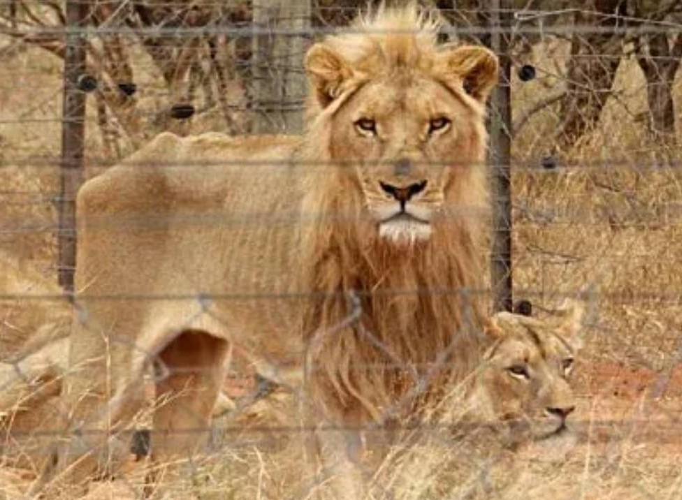 Minister George Moves To Ban New Captive Lion Breeding Facilities In ...