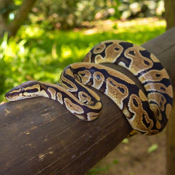World Snake Day: Celebrate With Crocworld Conservation Centre’s ...