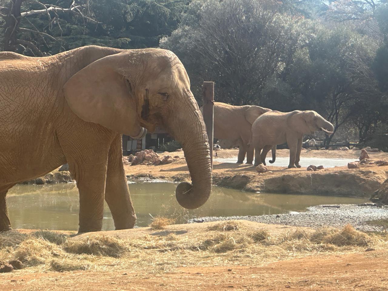 Pretoria, Johannesburg Residents Protest Elephant Removals From Zoos ...