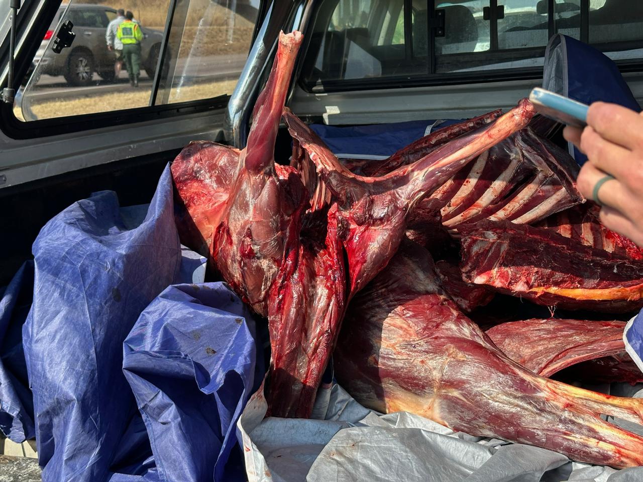 Unlicensed Game Meat: Risk Of Heavy Fines, Arrest, Warns Gauteng ...