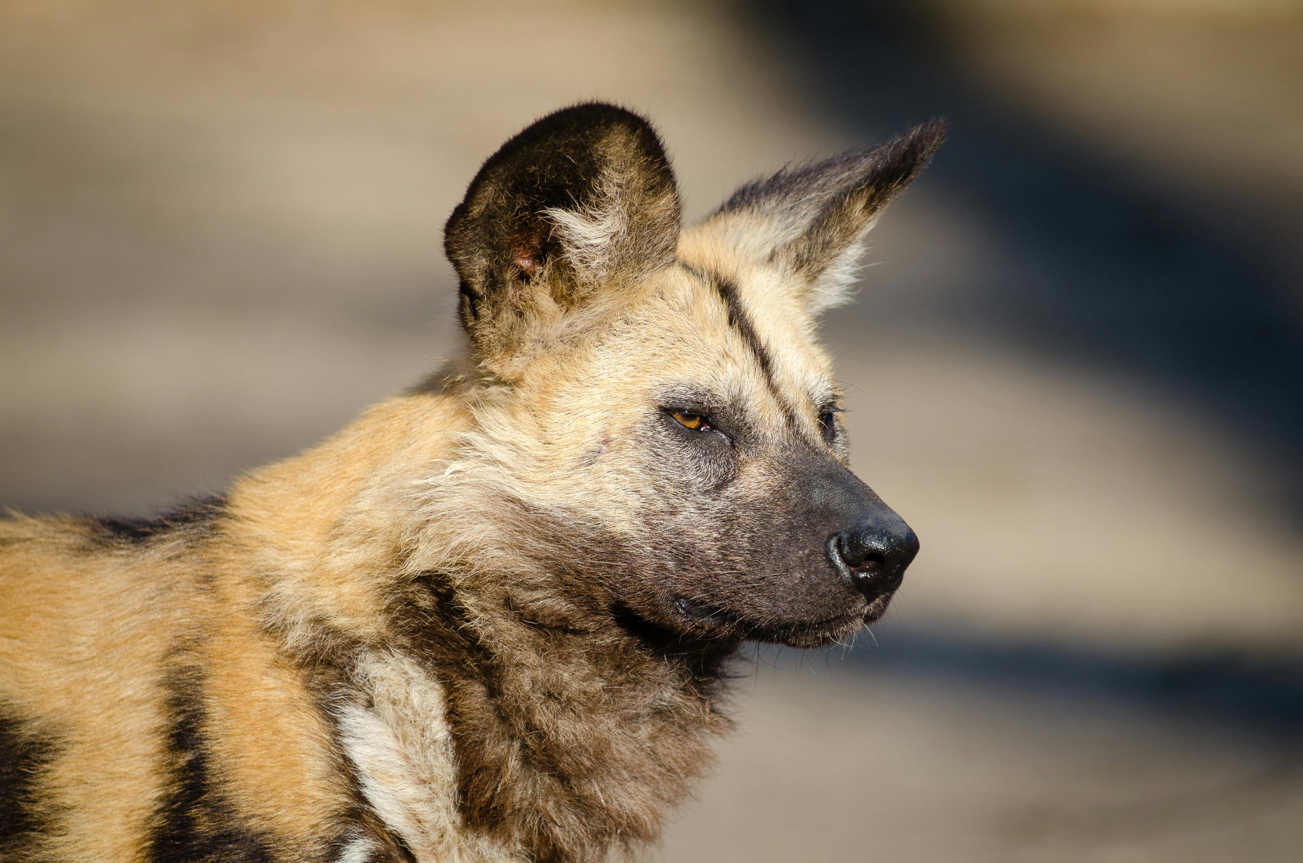 World Wild Dog Day: 10 Wild Facts You Didn’t Know About African Wild Dogs - The Bulrushes