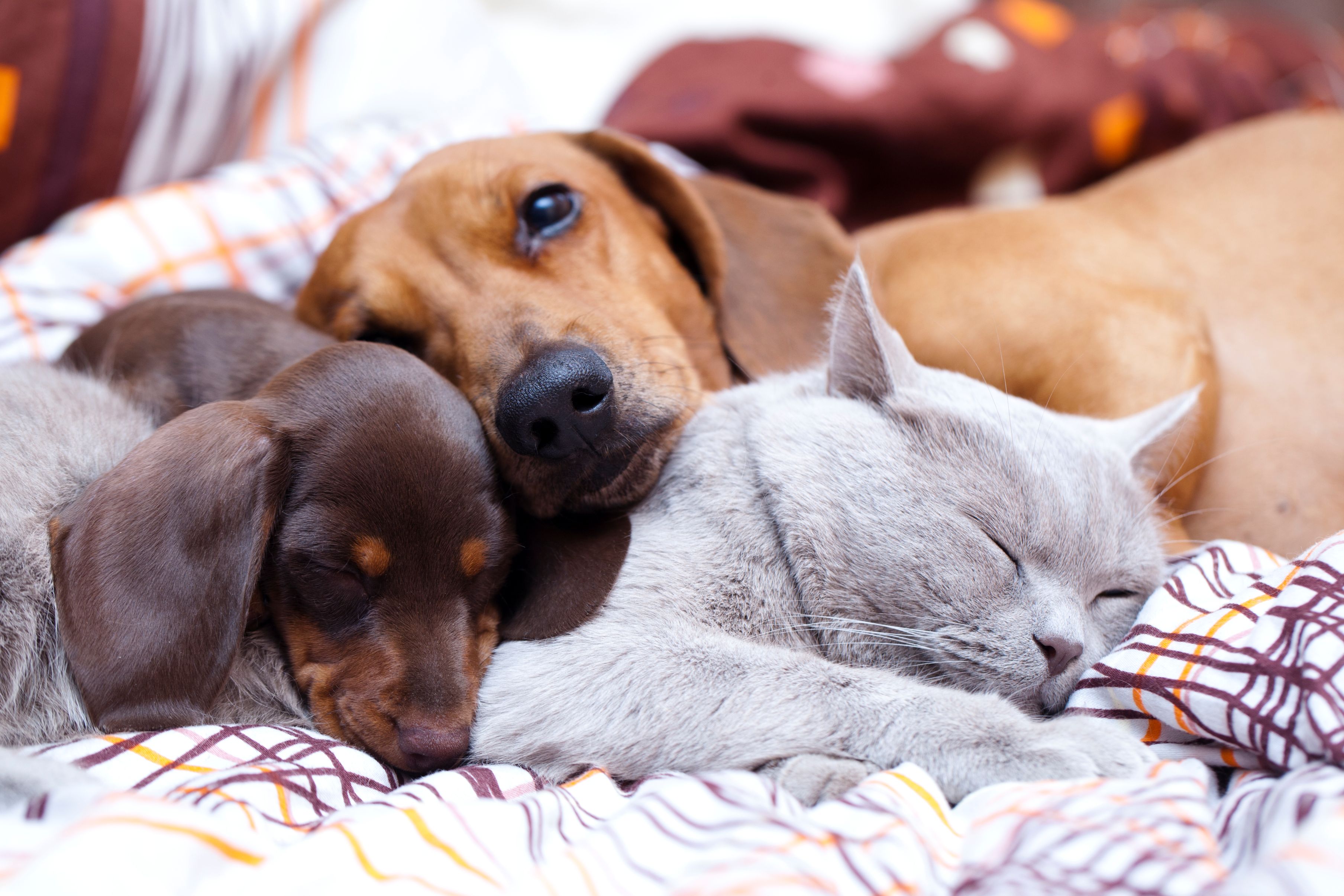 How To Protect Your Pet Against Rabies - The Bulrushes