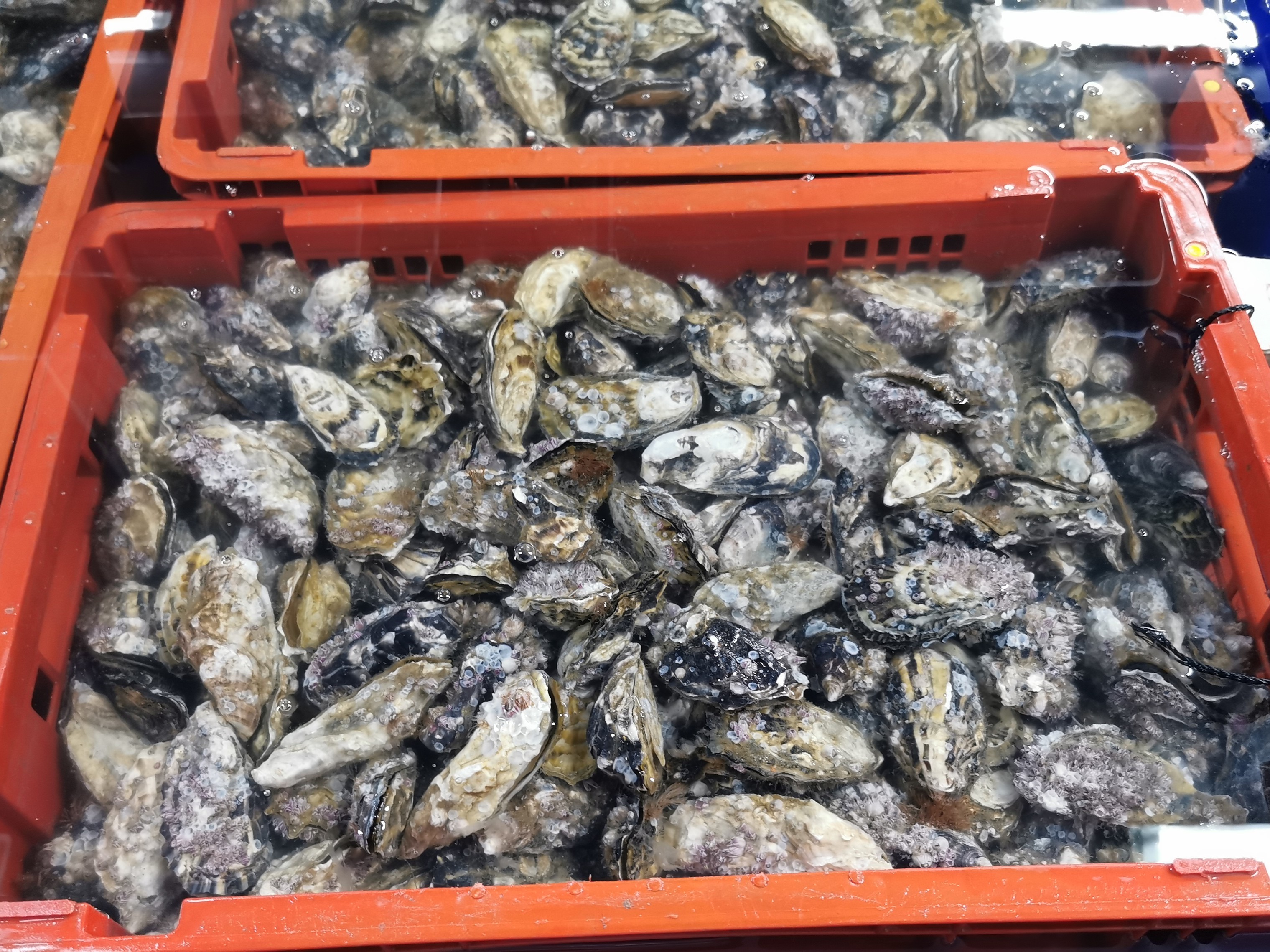Total Allowable Catch For South African Abalone Fishery Set At 12.01 ...