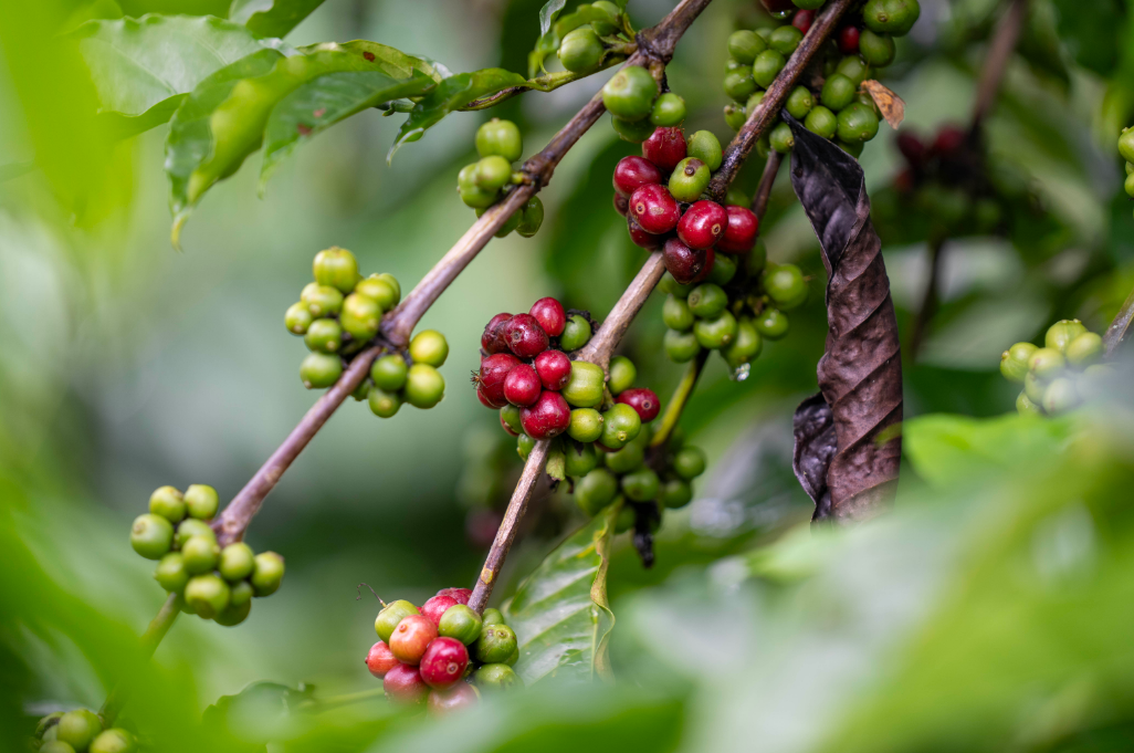 Celebrating Ivorian Coffee, Supporting Communities In Côte d’Ivoire ...