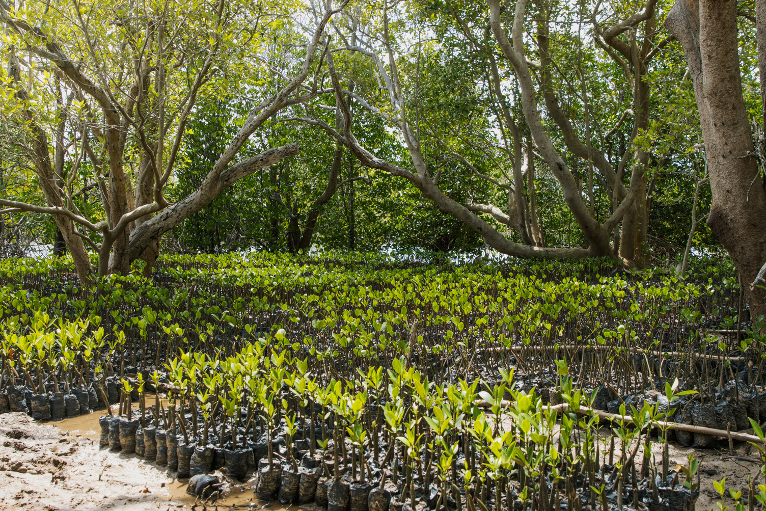 Sustainability: From Roots To Economic Renewal - The Bulrushes