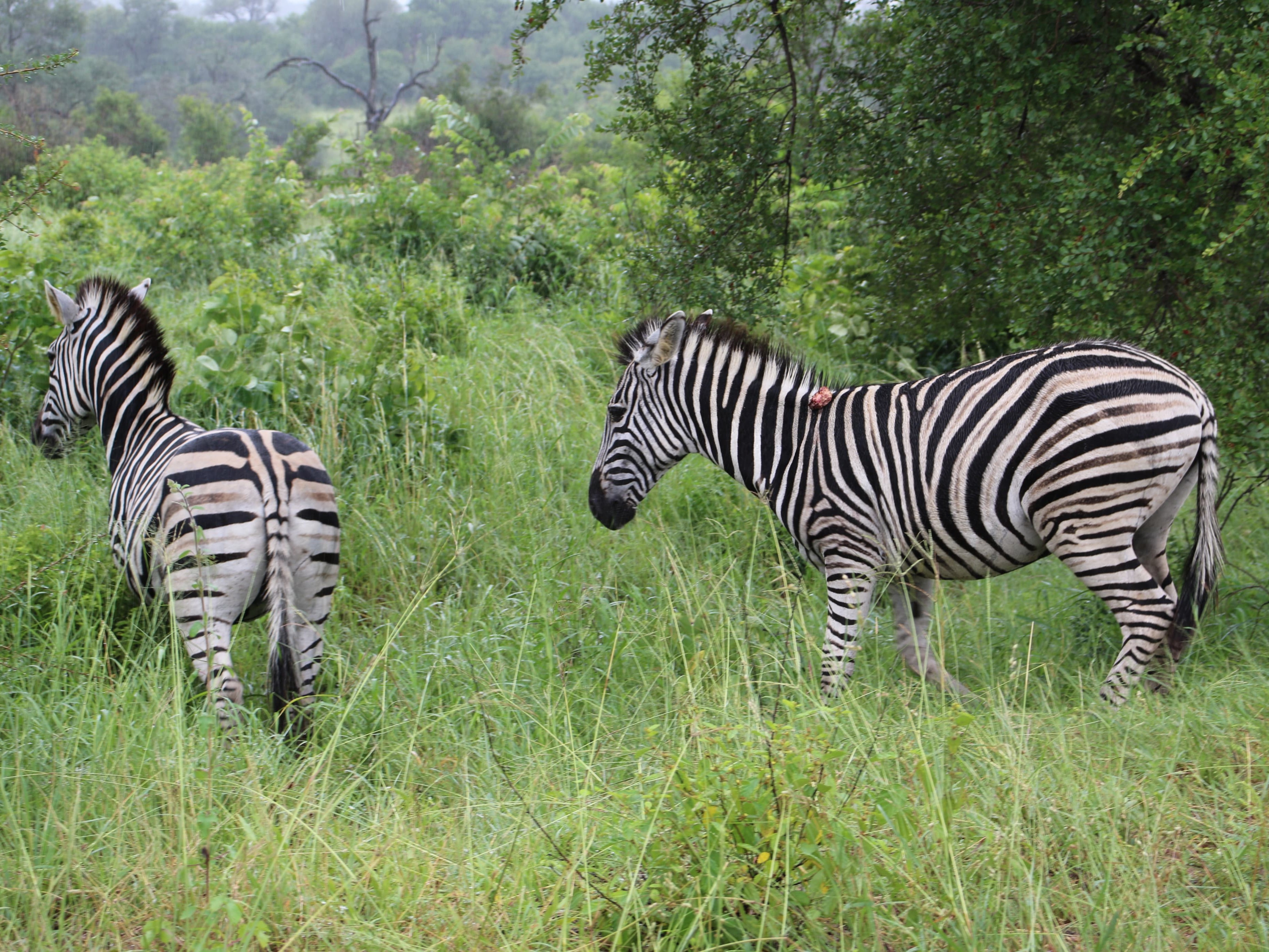 Weather Conditions Ease At Kruger National Park: Crocodile Bridge Gate ...